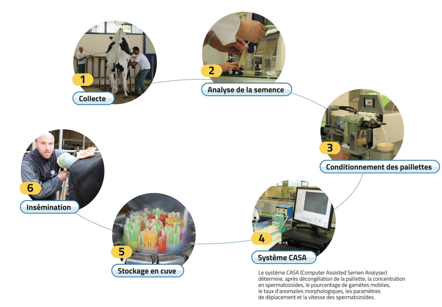 Semence bovine : de la collecte du taureau à l'insémination