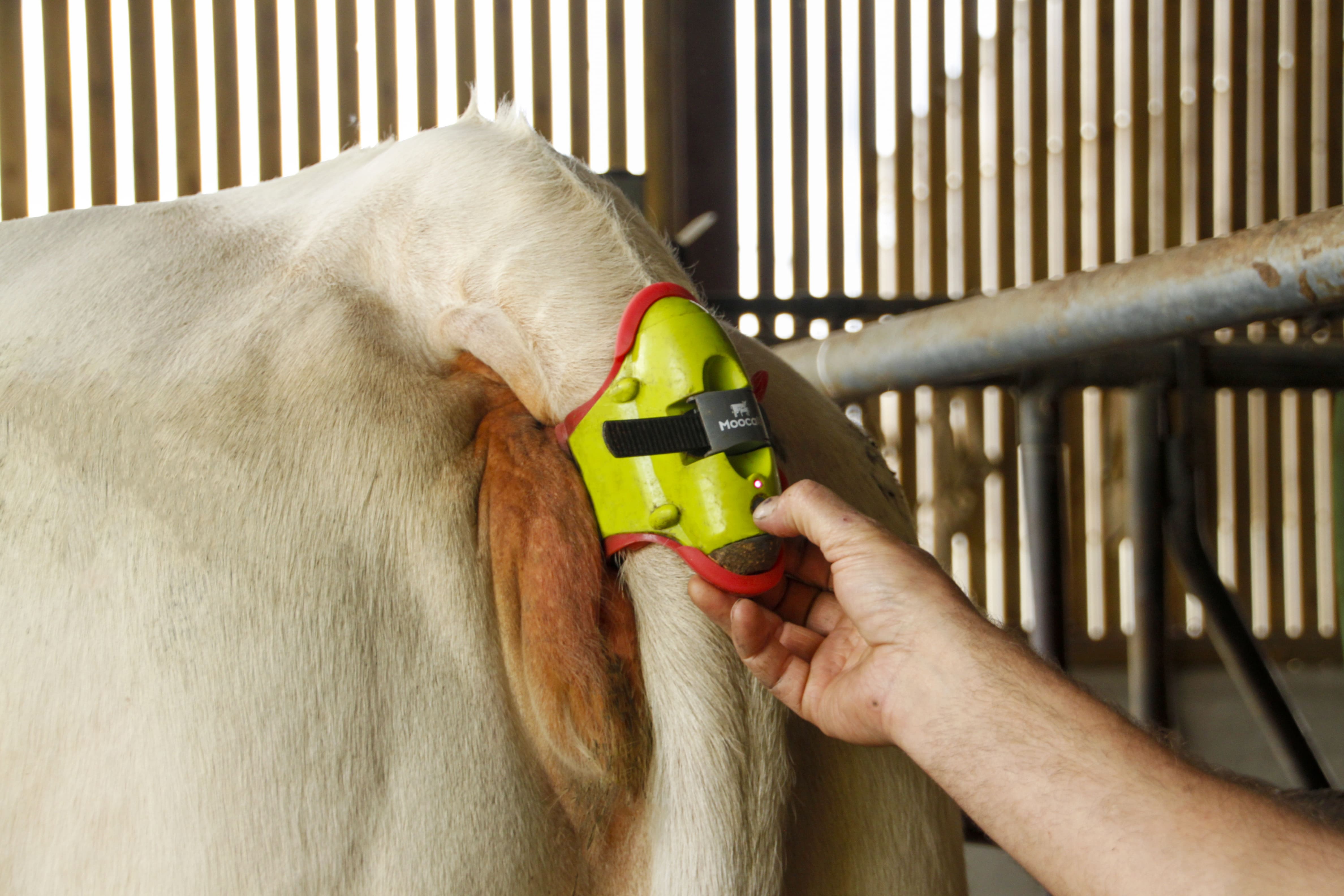 Détection des chaleurs ou de vêlage, nos solutions monitoring bovin